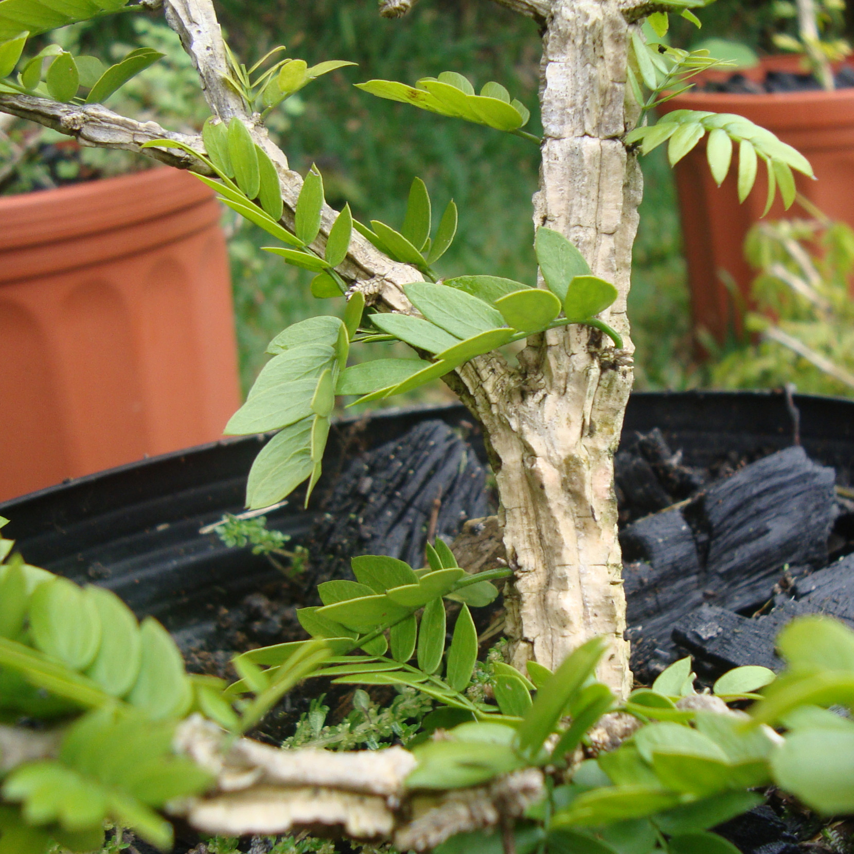Siembra de la especie forestal del Guayacán Real (Guaiacum sanctum ...