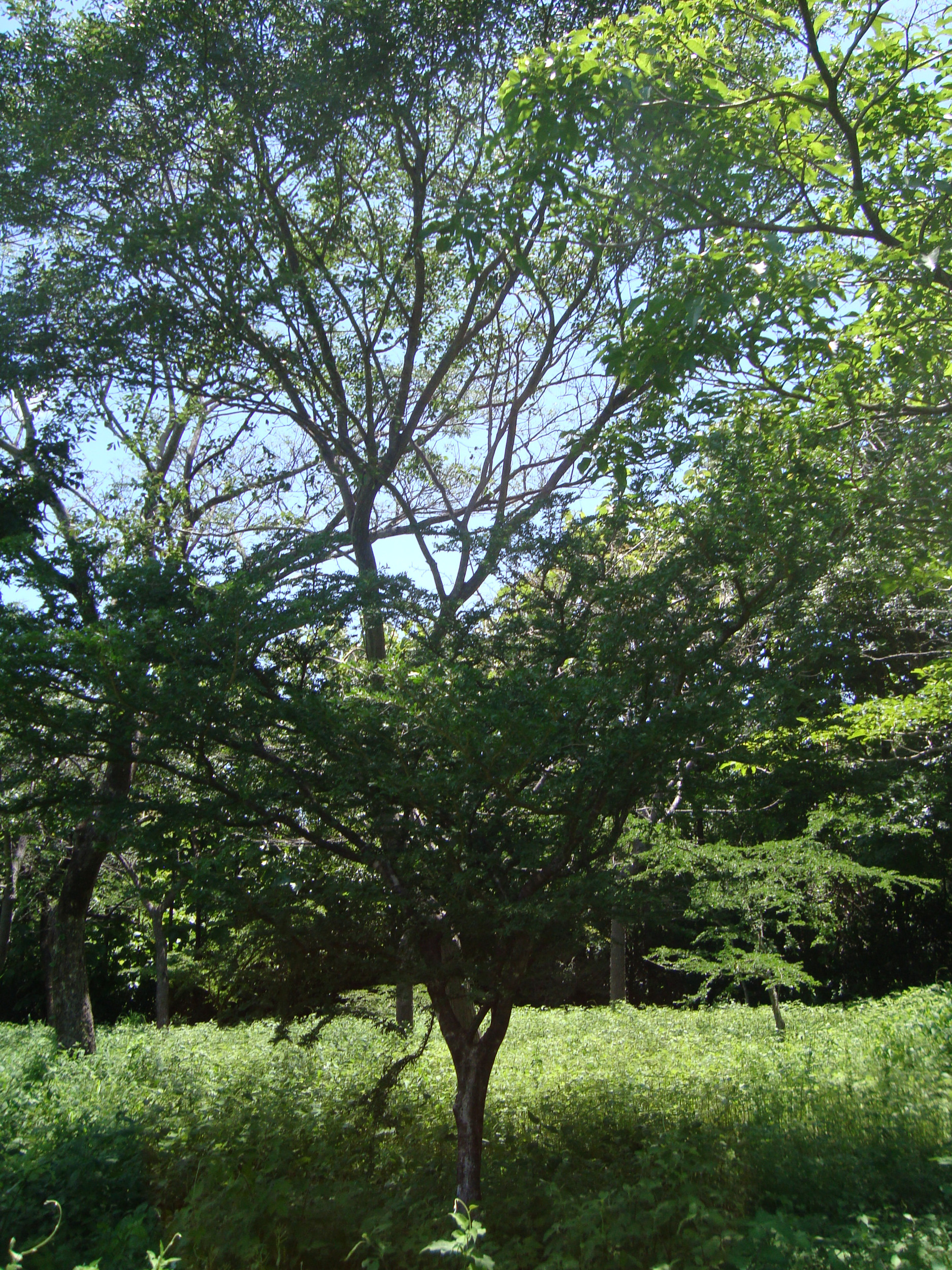 Siembra de la especie forestal del Guayacán Real (Guaiacum sanctum ...