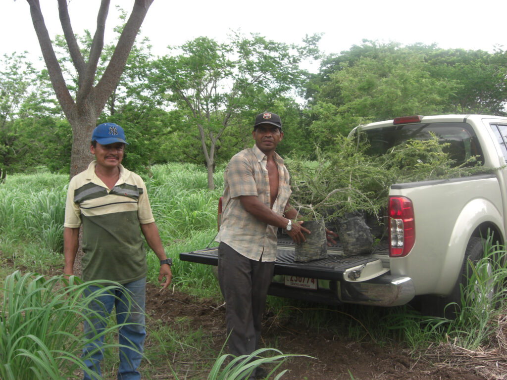 Siembra de la especie forestal del Guayacán Real (Guaiacum sanctum ...