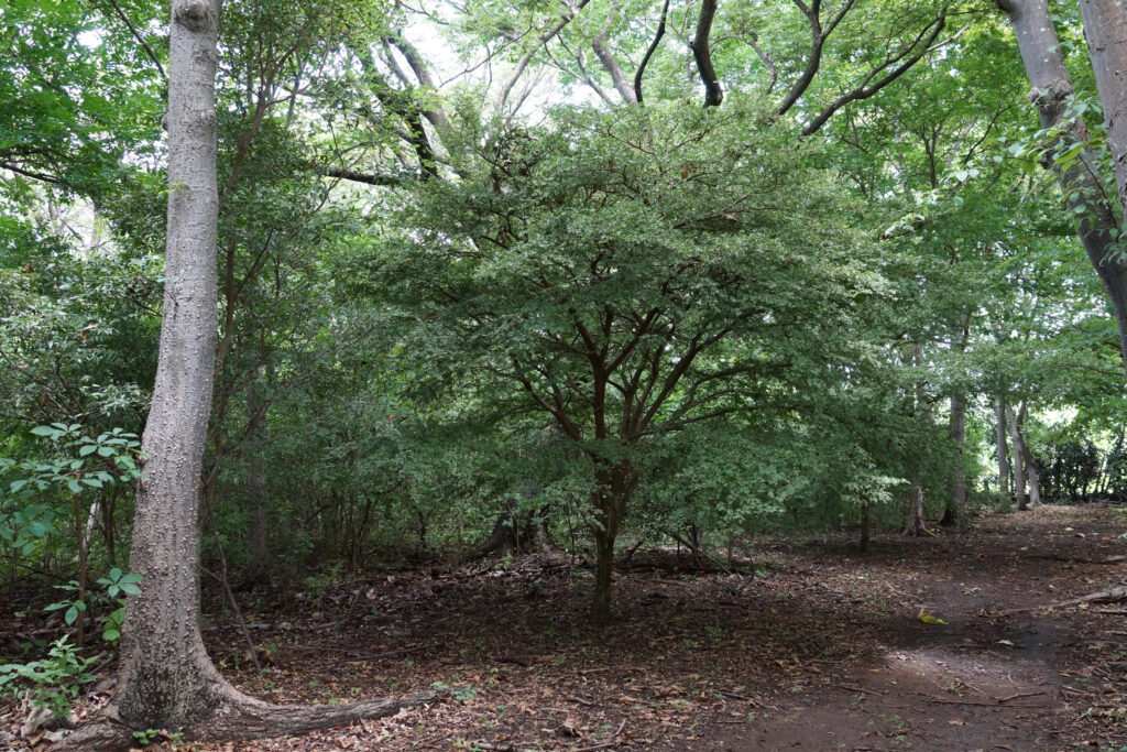 Siembra de la especie forestal del Guayacán Real (Guaiacum sanctum ...
