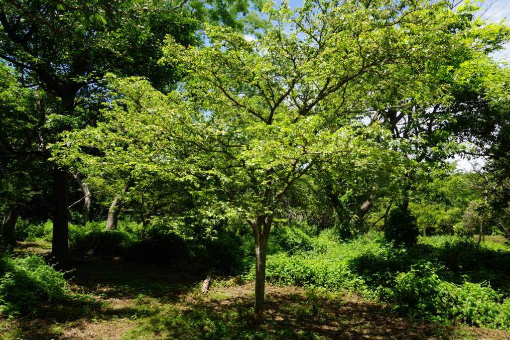 Siembra de la especie forestal del Guayacán Real (Guaiacum sanctum ...